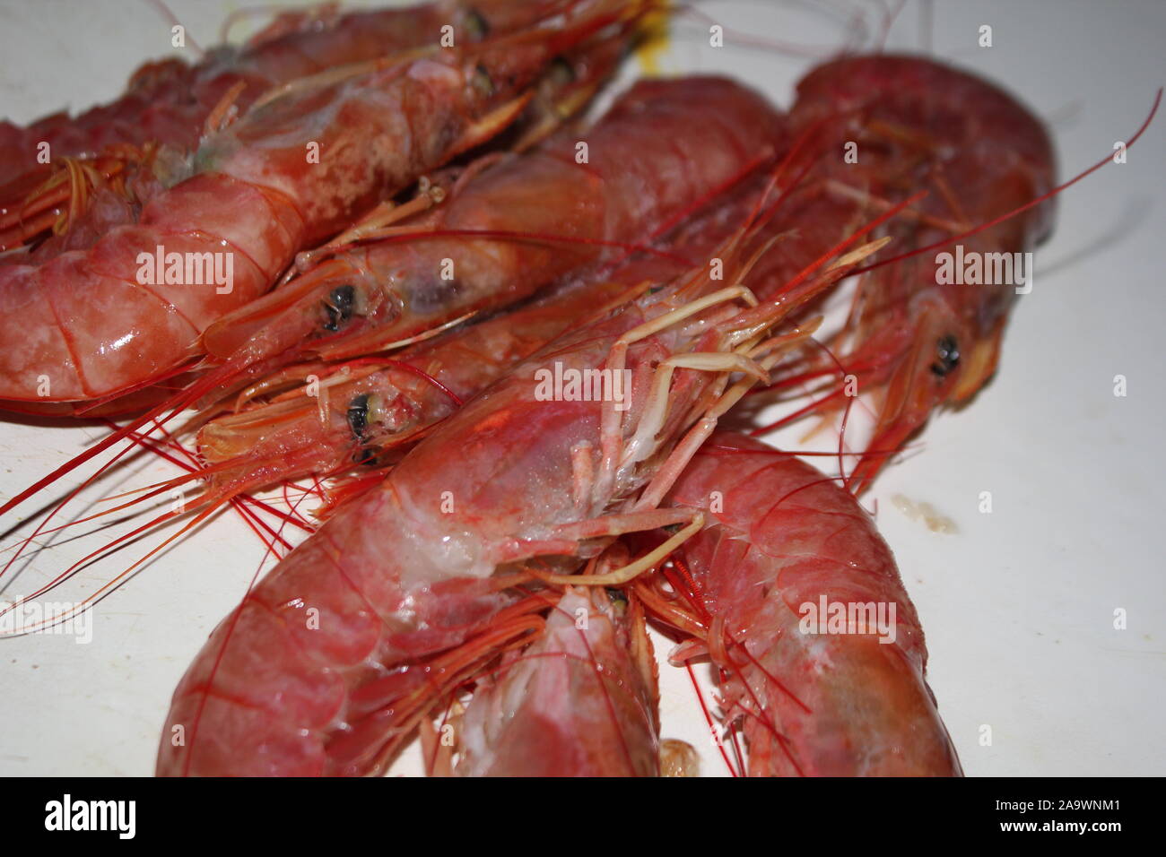 Fresh Red shrimp Italian sea fish image Stock Photo - Alamy