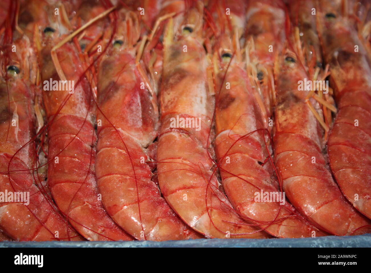 Fresh Red shrimp Italian sea fish image Stock Photo - Alamy