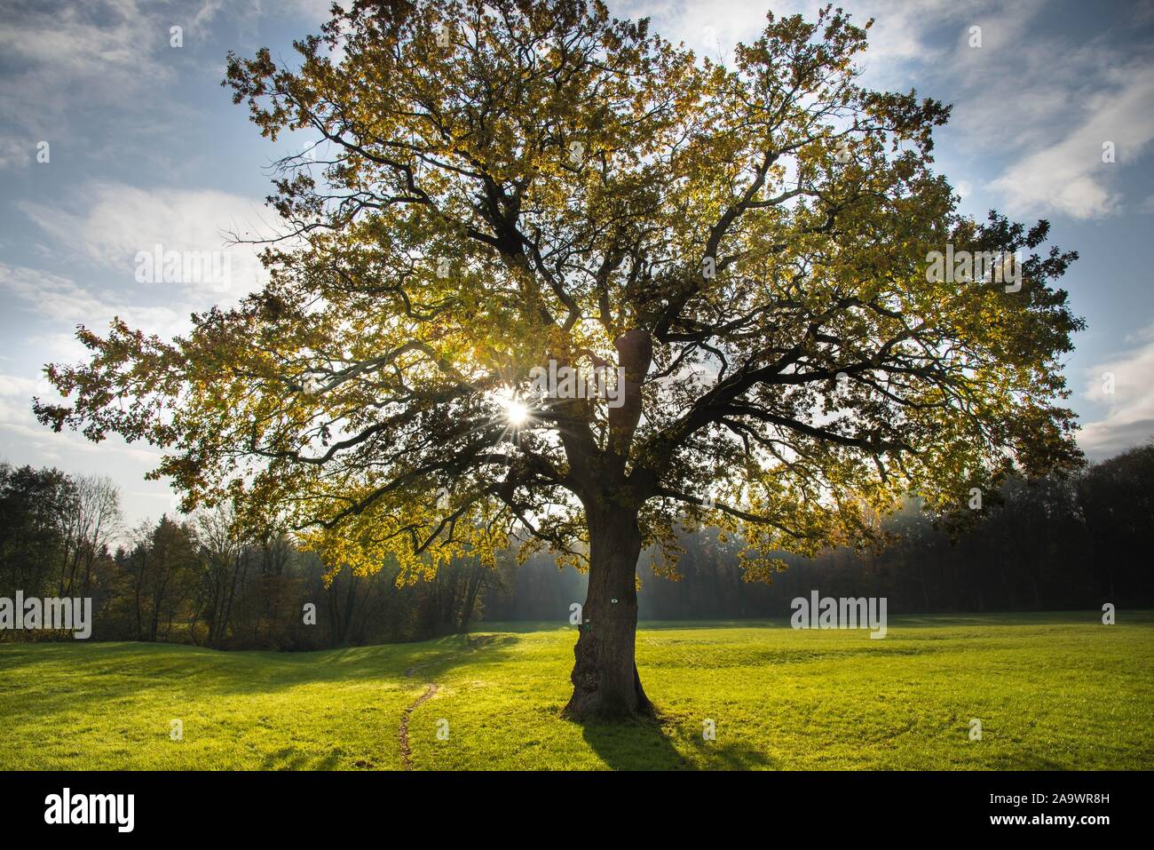 Beautiful oak tree hi-res stock photography and images - Alamy