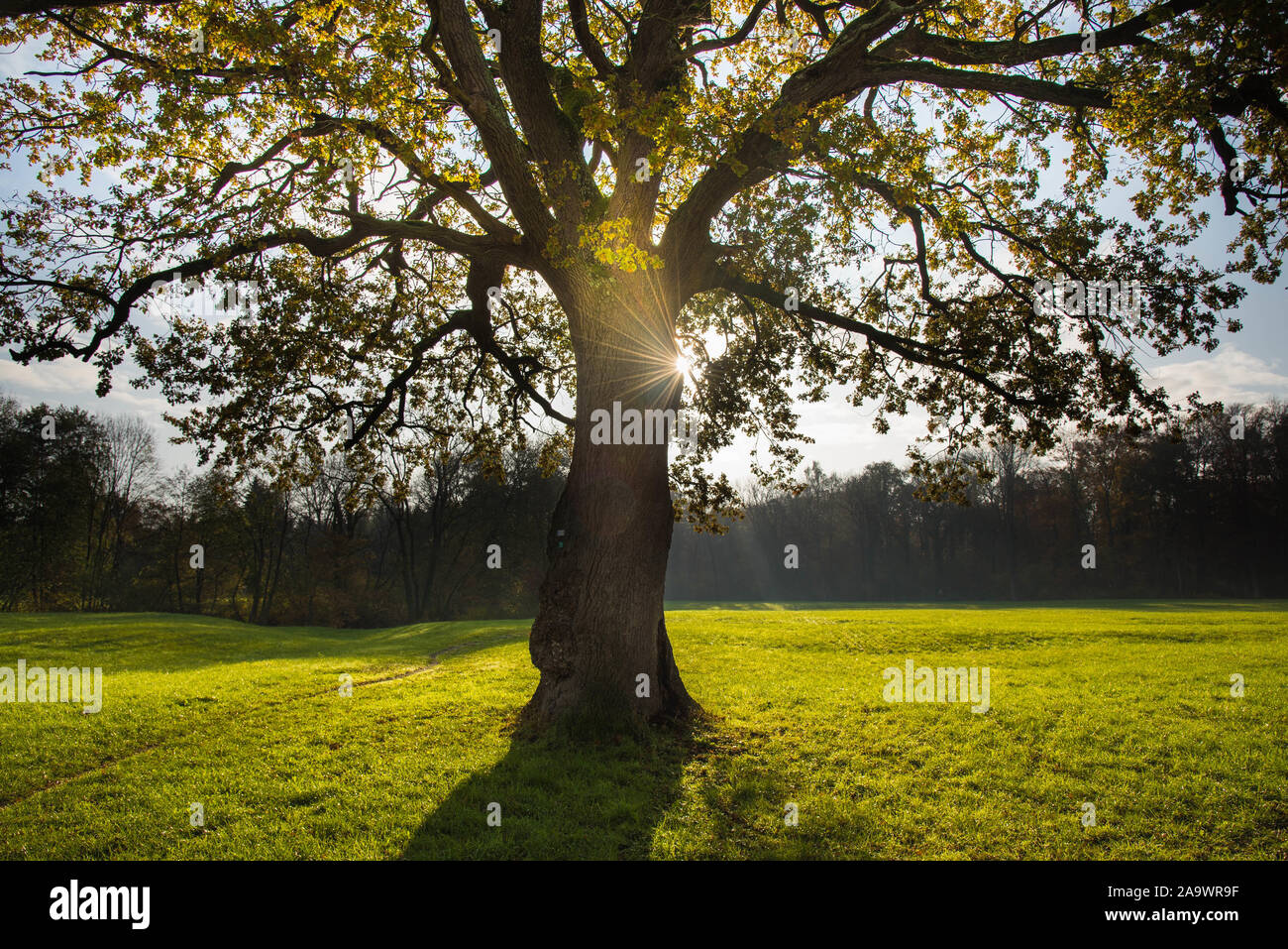 Beautiful oak tree hi-res stock photography and images - Alamy