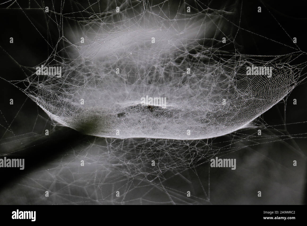 Wet spider net hi-res stock photography and images - Alamy