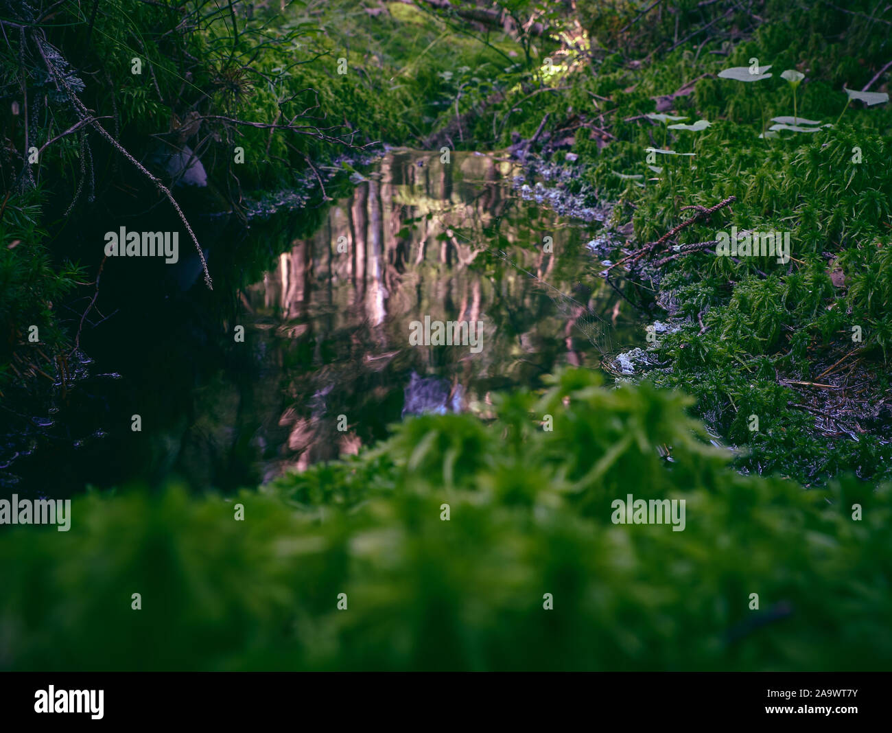A small stream in the forest with moss around and reflections from ...