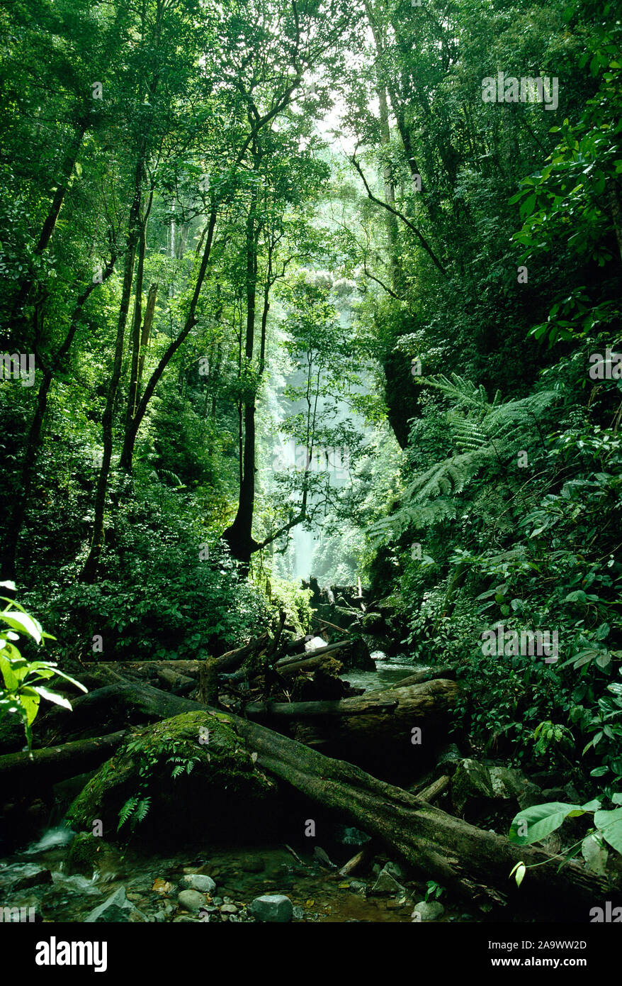 Mount leuser national park hi-res stock photography and images - Alamy