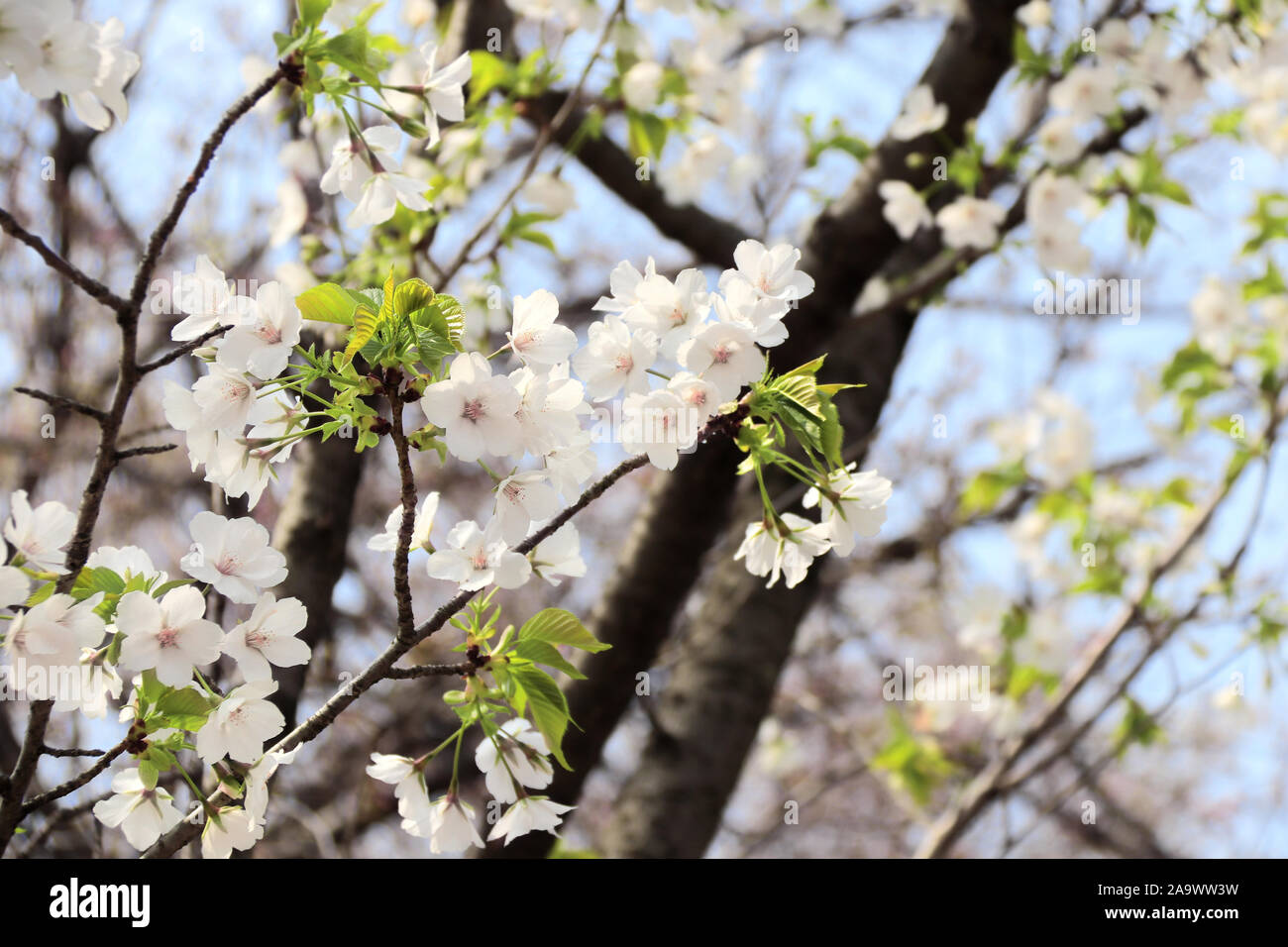 White flowers japan hi-res stock photography and images - Alamy