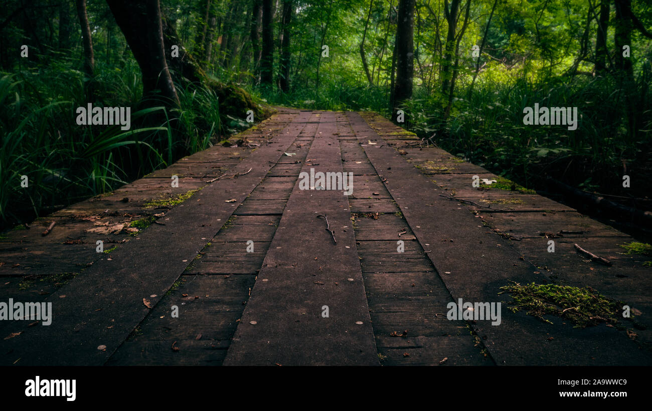 Forest pathway low angle view hi-res stock photography and images - Alamy