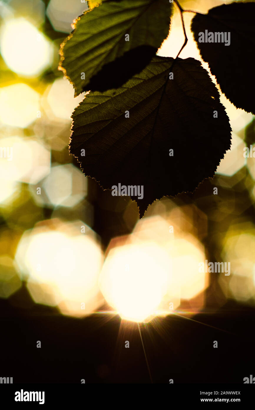 Leaves on a tree photographed from below in backlight Stock Photo - Alamy