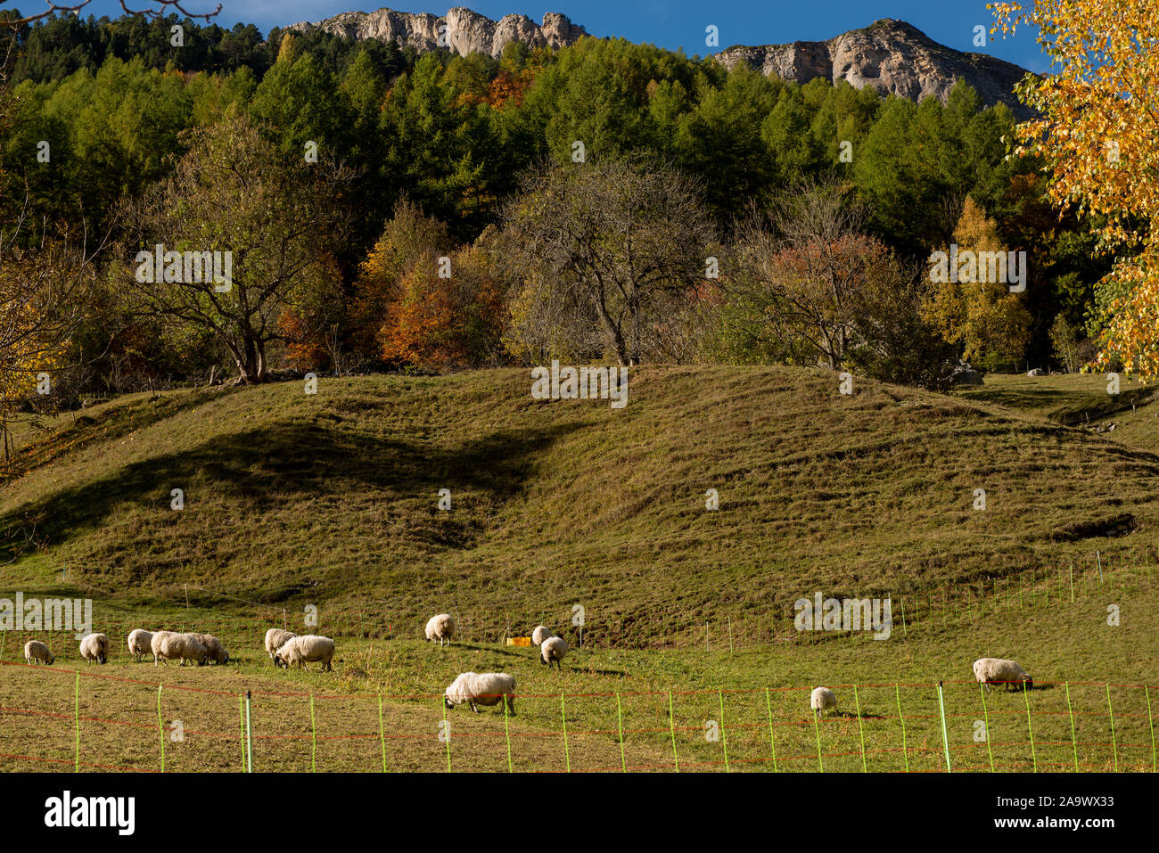 color of autumn at the mountain ( the french Pyrenees Stock Photo - Alamy