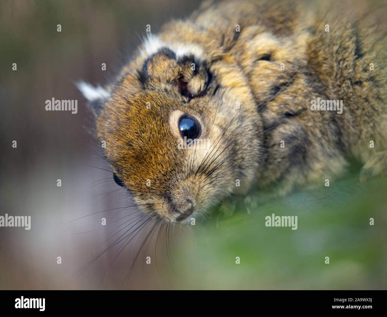 Asiatic striped squirrel Tamiops swinhoei Stock Photo - Alamy