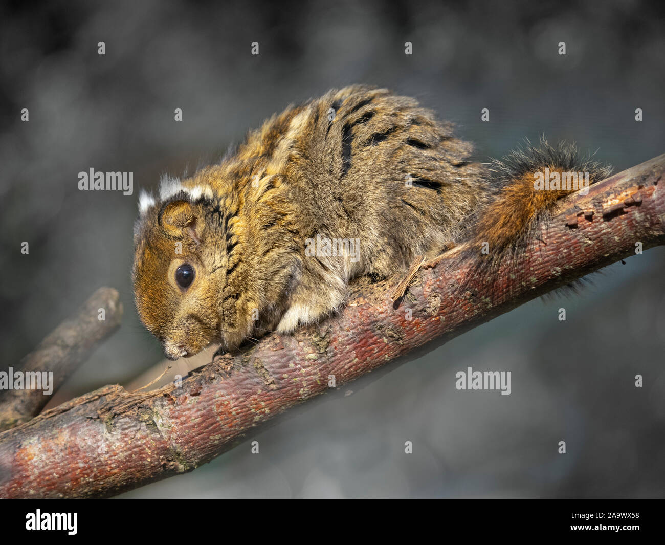 Asiatic striped squirrel Tamiops swinhoei Stock Photo - Alamy