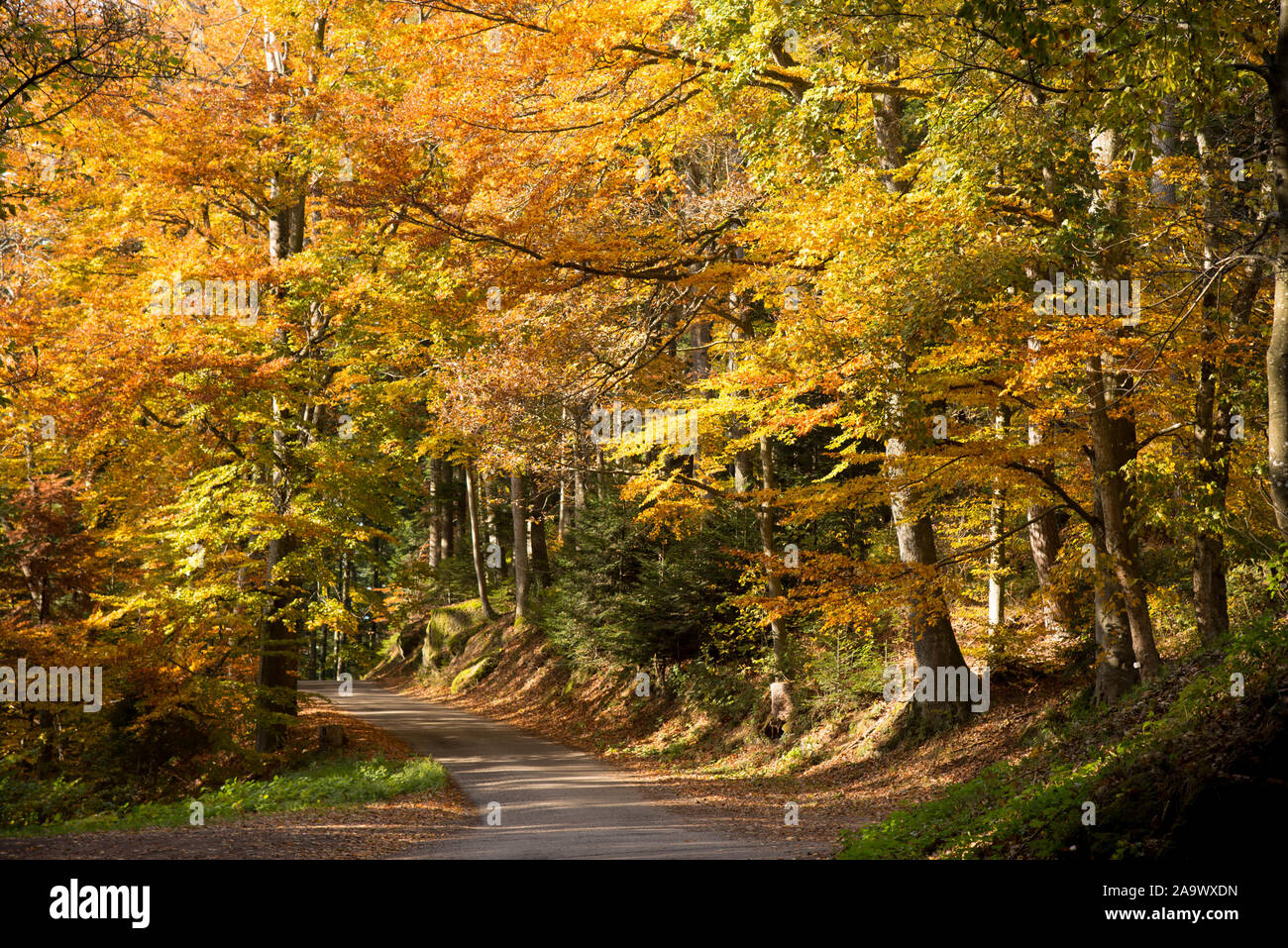 beautiful forest of dabo in moselle in the vosges mountains in france ...