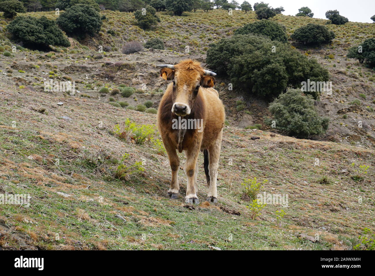 Spain farming hi-res stock photography and images - Alamy