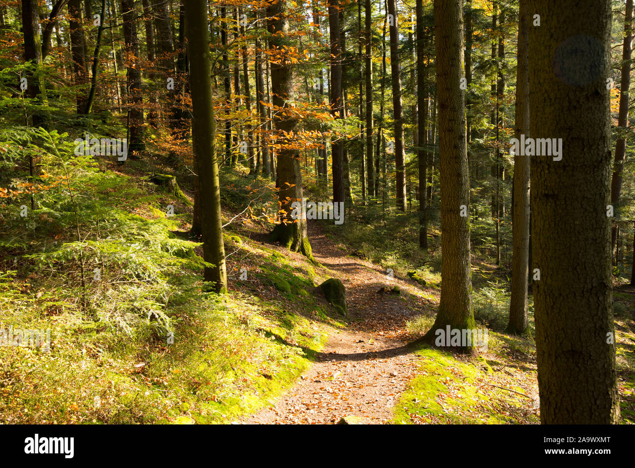 Beautiful forest dabo in hi-res stock photography and images - Alamy