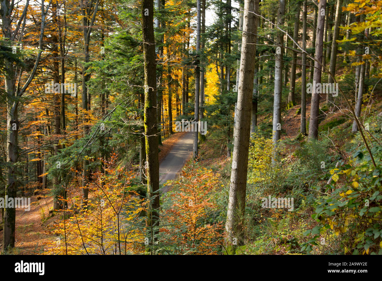 France moselle dabo forest hi-res stock photography and images - Alamy