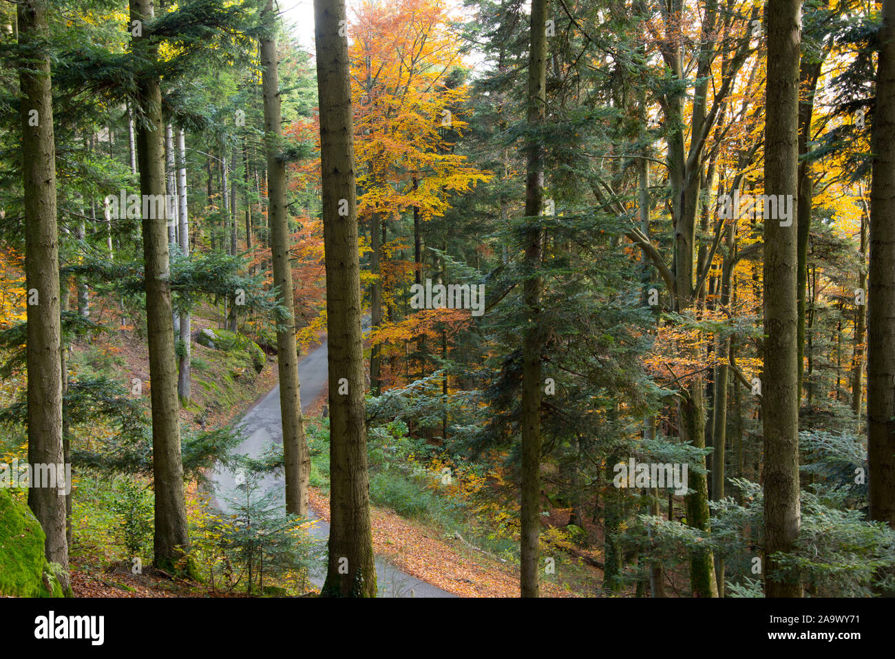 France moselle dabo forest hi-res stock photography and images - Alamy