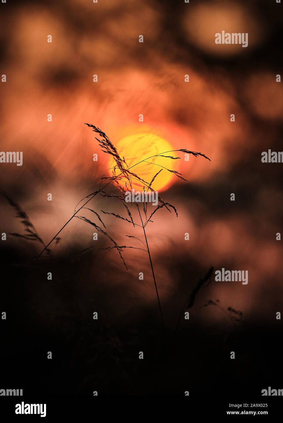 Two straws hi-res stock photography and images - Alamy