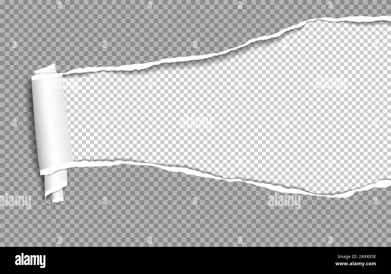 Rolled and ripped dark grey notebook paper sheet is on white squared ...