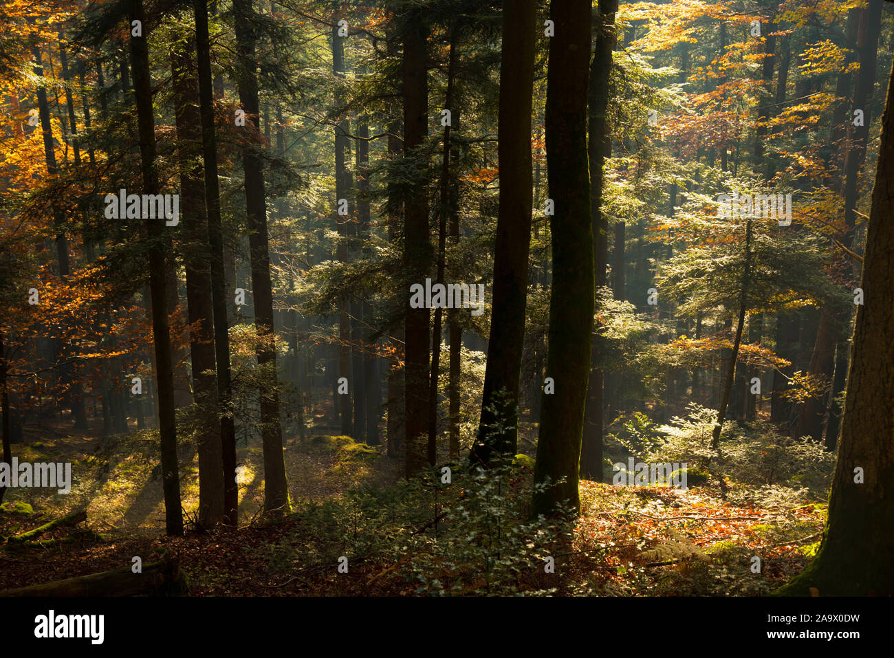 beautiful forest of dabo in moselle in the vosges mountains in france ...
