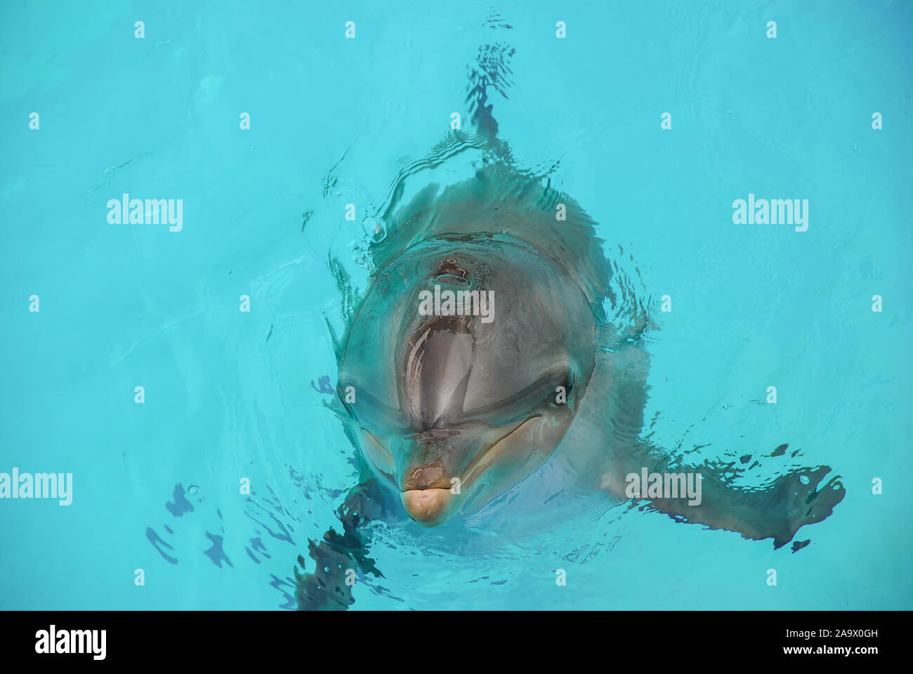 Common Bottlenose Dolphin (Tursiops truncatus Stock Photo - Alamy