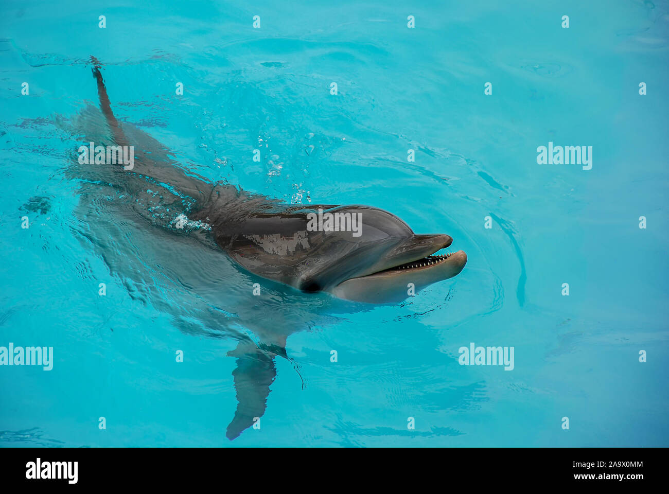 Common Bottlenose Dolphin (Tursiops truncatus Stock Photo - Alamy