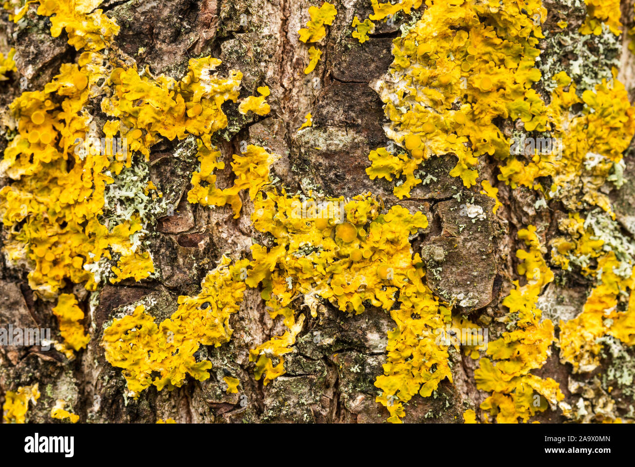 Yellow lichen on bark of tree. Tree trunk affected by lichen. Textured ...