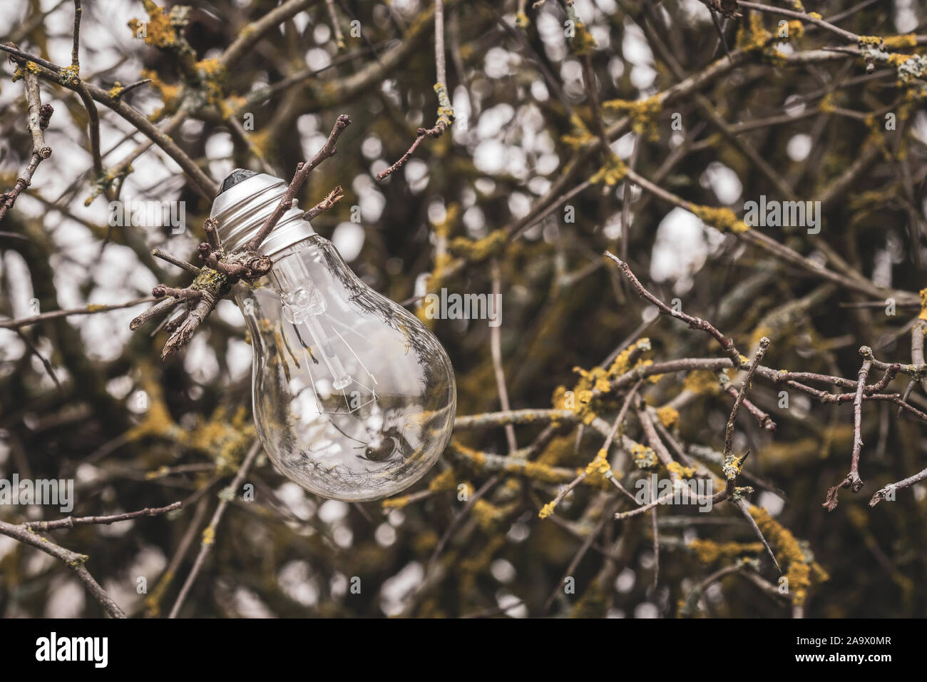 Light bulb on the branches of wild bush. Energy and environment concept ...