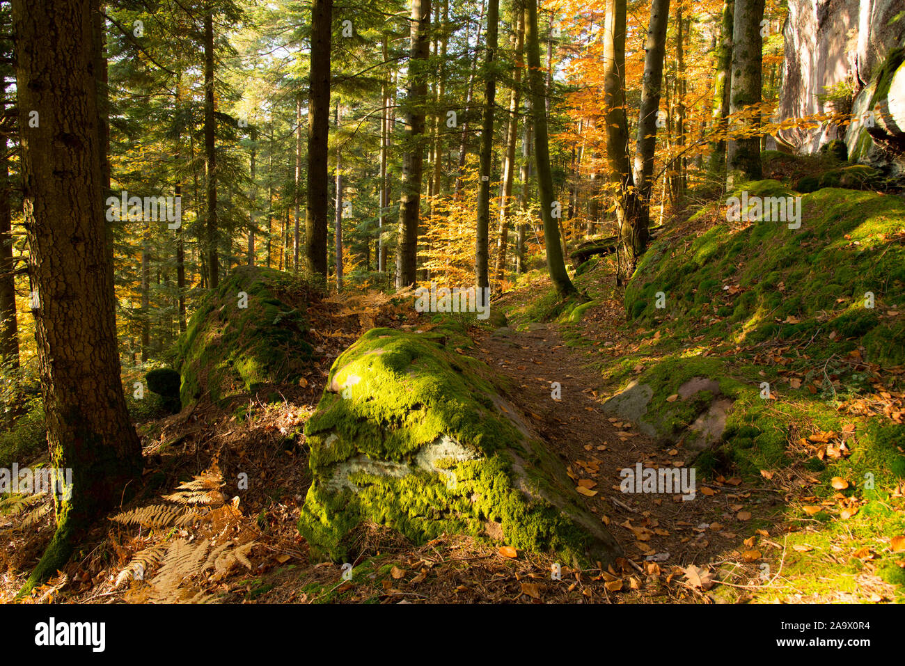France moselle dabo forest hi-res stock photography and images - Alamy