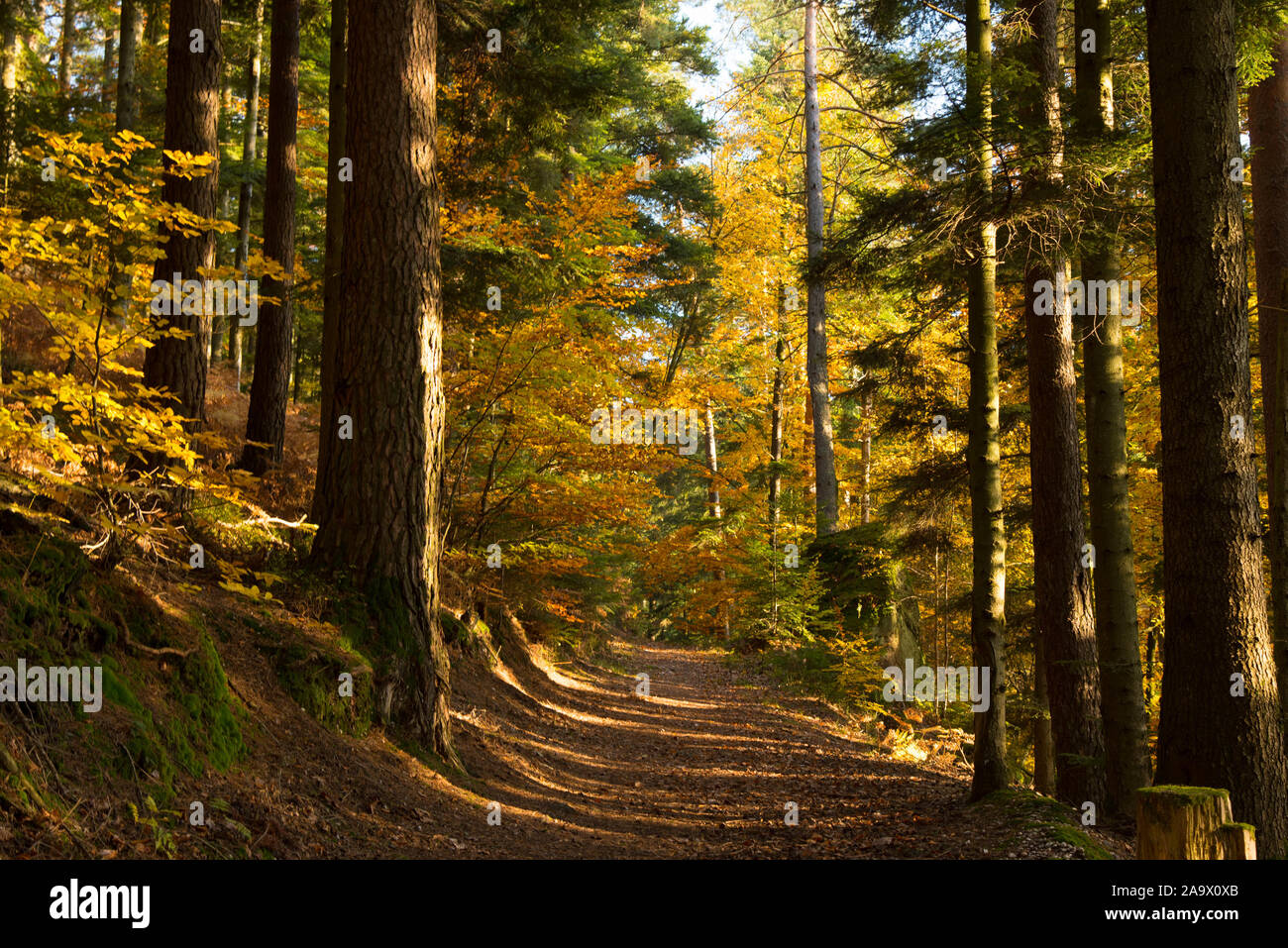 France moselle dabo forest hi-res stock photography and images - Alamy
