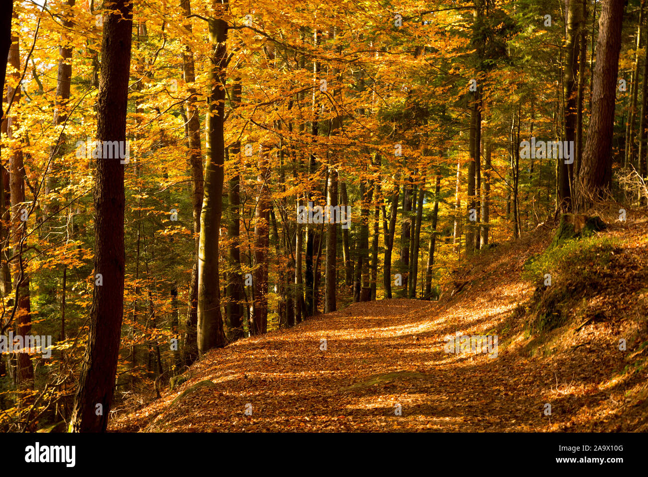 beautiful forest of dabo in moselle in the vosges mountains in france ...