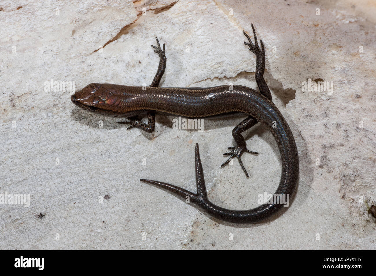 Delicate garden skink hi-res stock photography and images - Alamy