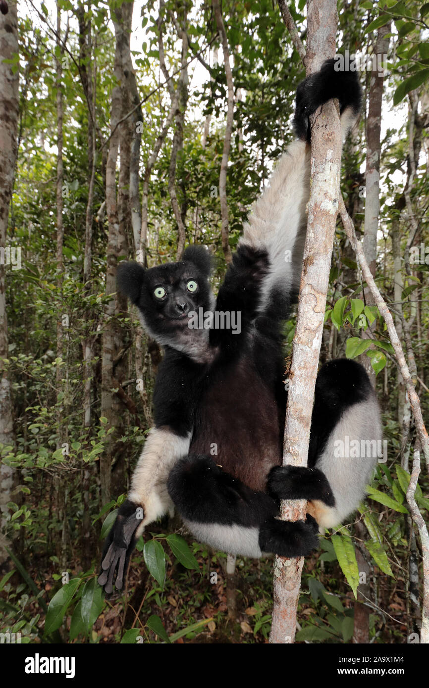Indri indri indri in tree hi-res stock photography and images - Alamy