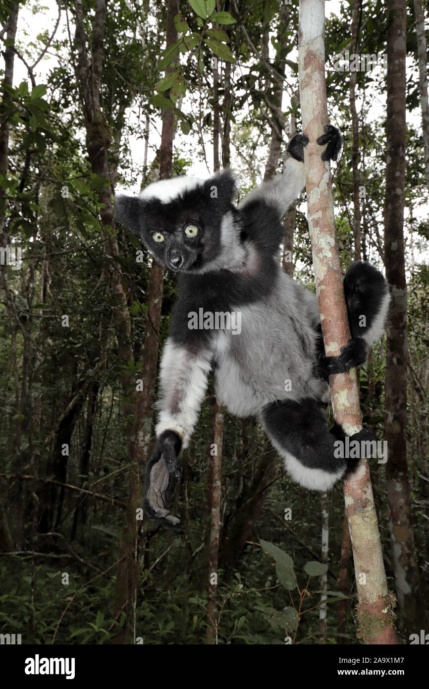 Indri climbing tree hi-res stock photography and images - Alamy