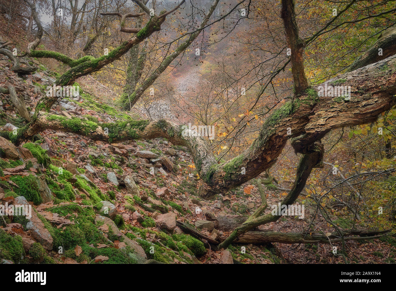 Curvy tree trunks in the forest with a tree in a hillside in the ...