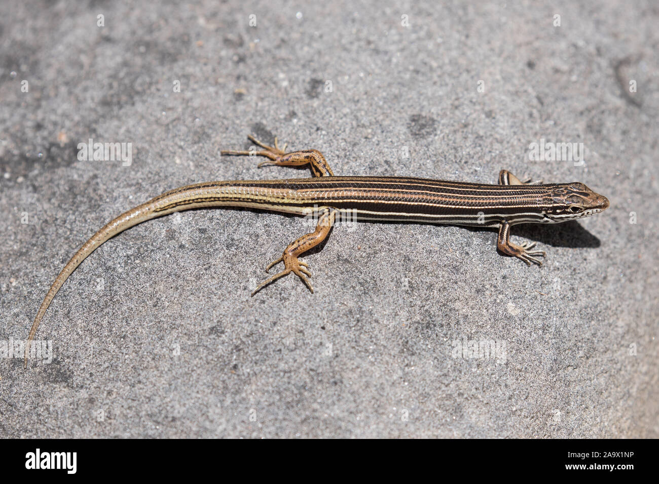 Copper tailed skink hi-res stock photography and images - Alamy
