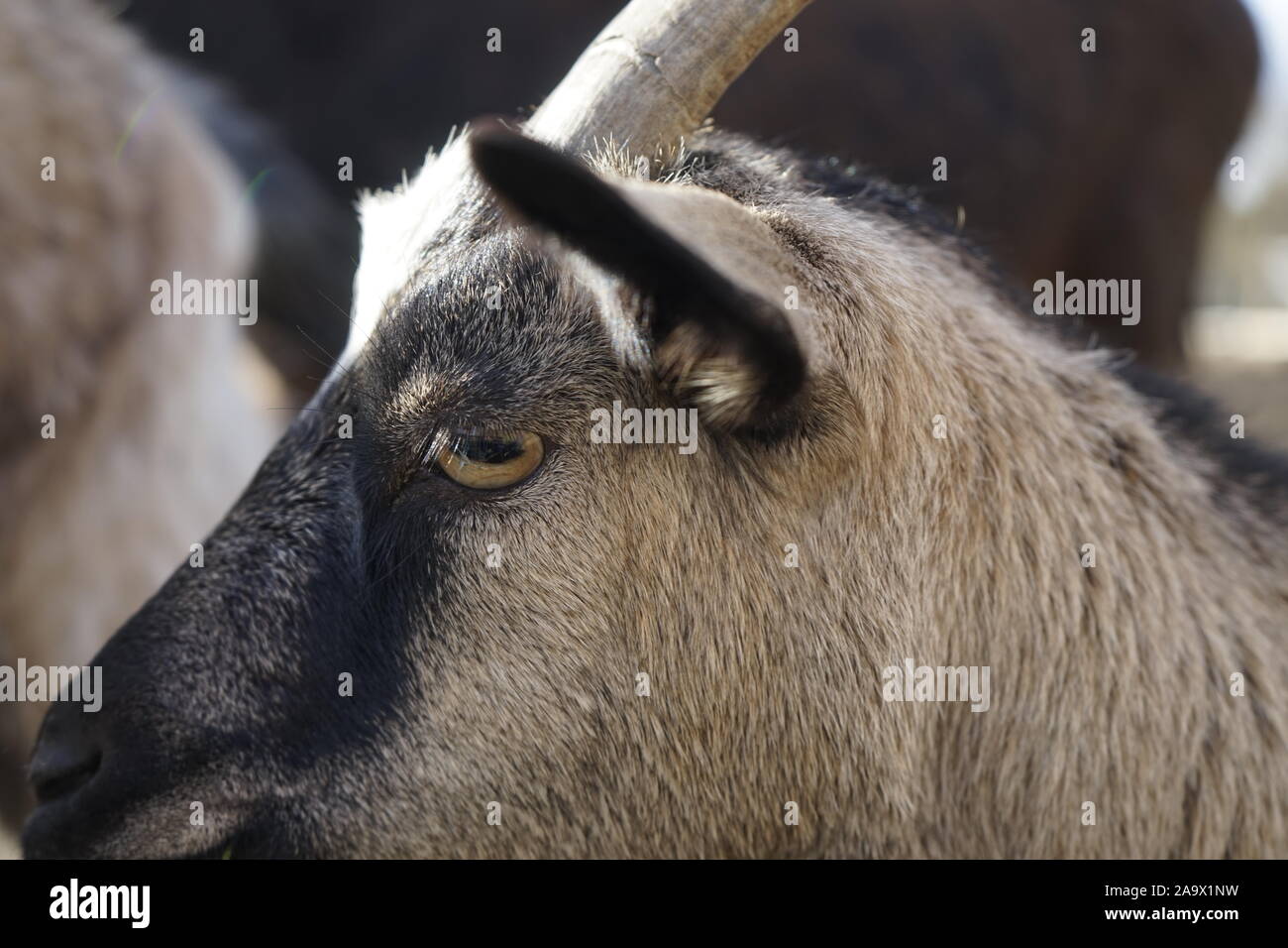 Zichy hotel Hungarian farm animals Stock Photo - Alamy