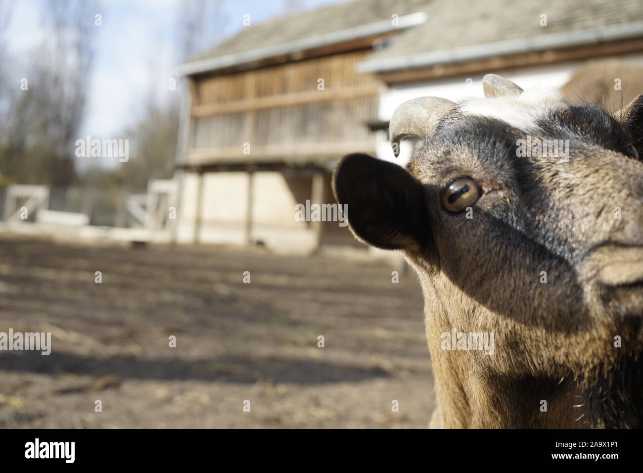 Zichy hotel Hungarian farm animals Stock Photo - Alamy
