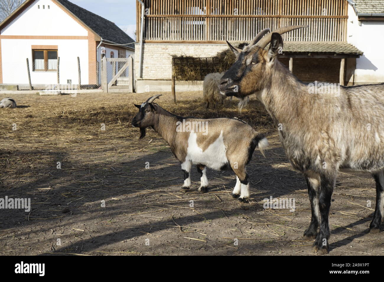 Zichy hotel Hungarian farm animals Stock Photo - Alamy