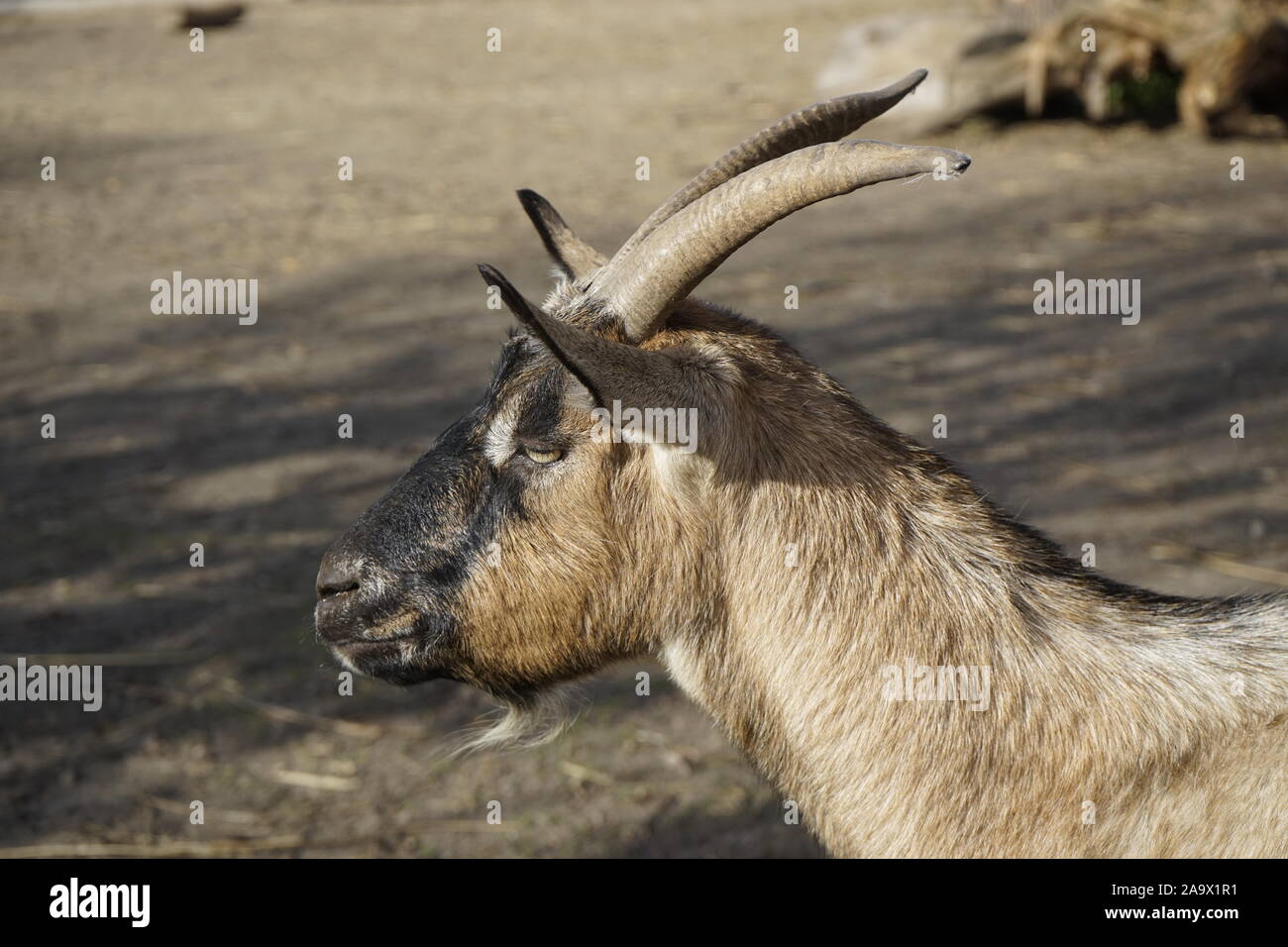Zichy hotel Hungarian farm animals Stock Photo - Alamy