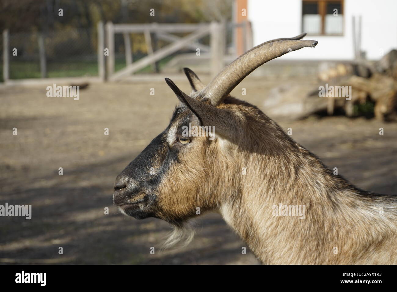 Zichy hotel Hungarian farm animals Stock Photo - Alamy
