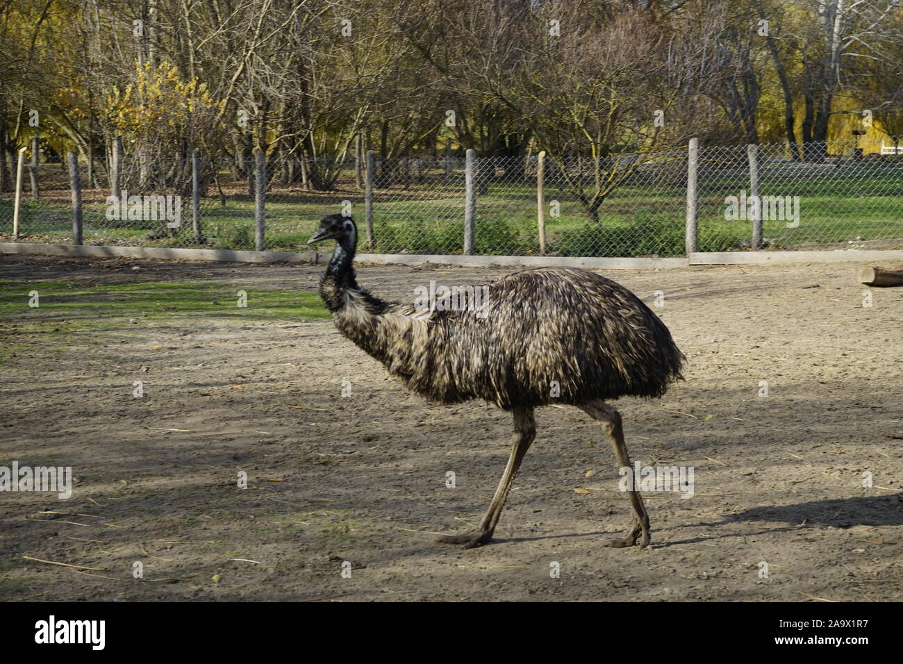 Zichy hotel Hungarian farm animals Stock Photo - Alamy