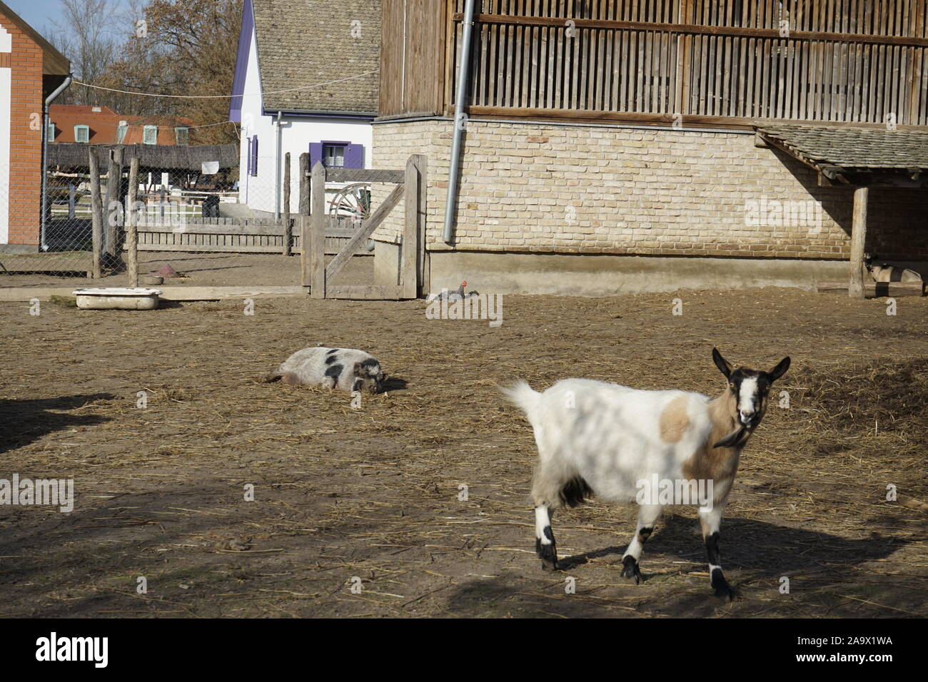Zichy hotel Hungarian farm animals Stock Photo - Alamy