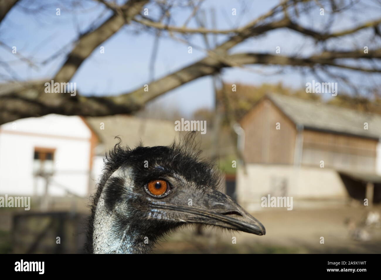 Zichy hotel Hungarian farm animals Stock Photo - Alamy