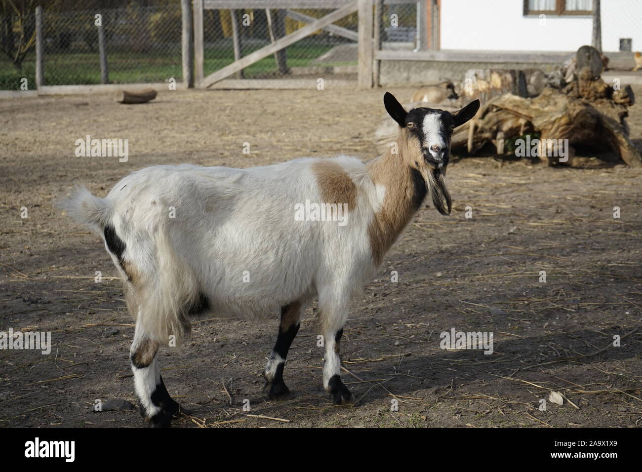 Zichy hotel Hungarian farm animals Stock Photo - Alamy