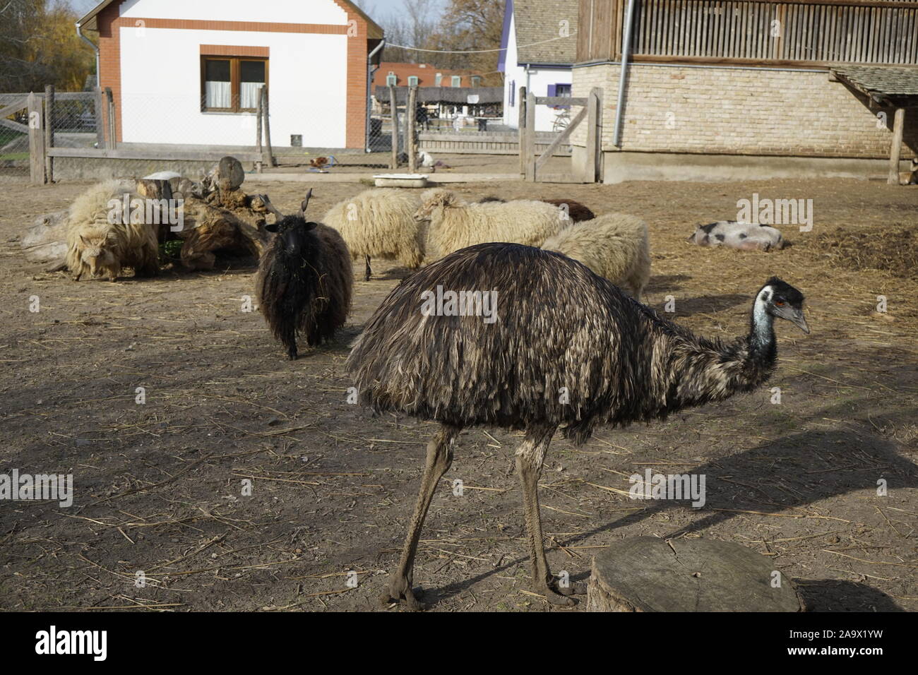 Zichy hotel Hungarian farm animals Stock Photo - Alamy