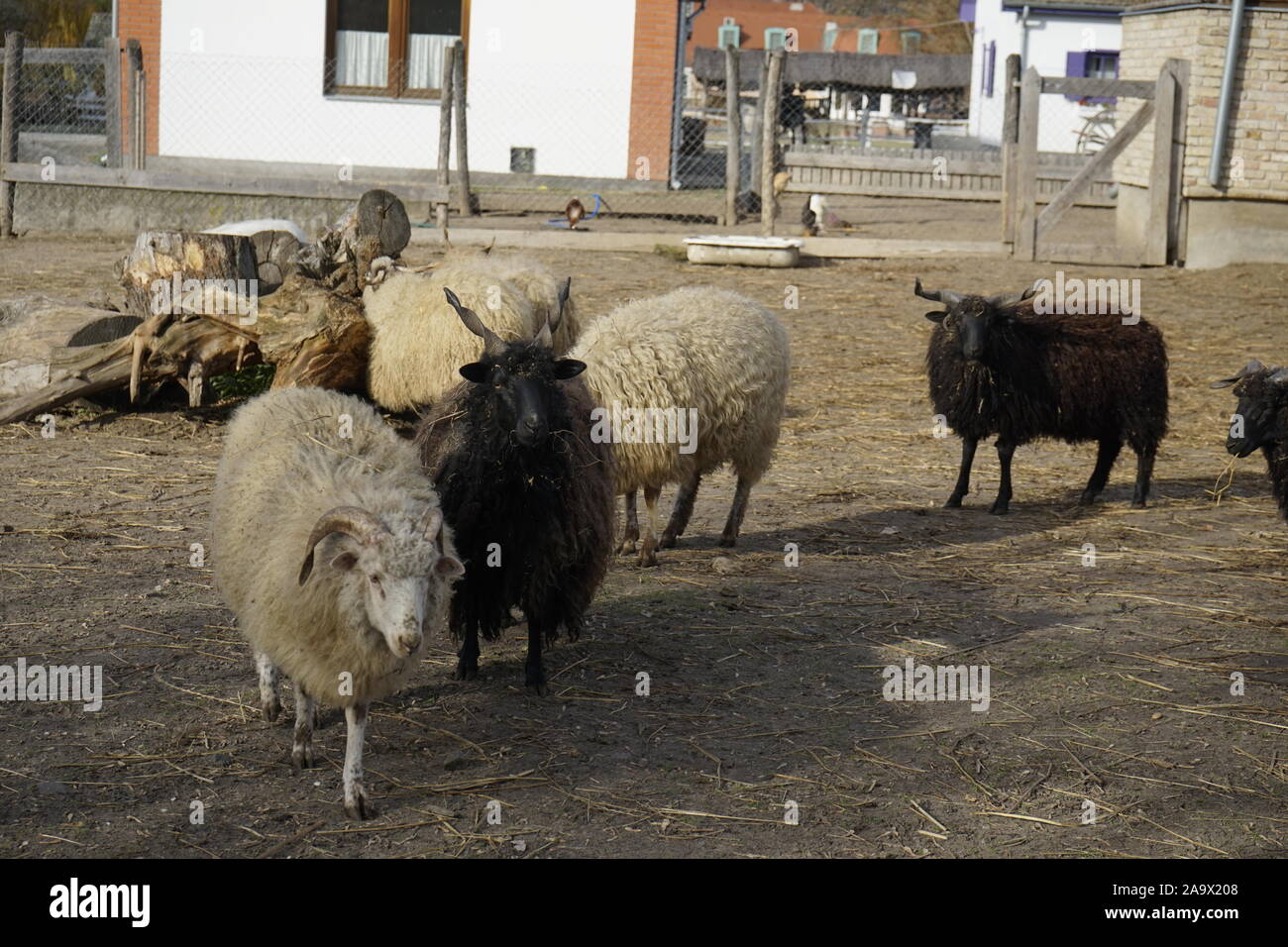 Zichy hotel Hungarian farm animals Stock Photo - Alamy