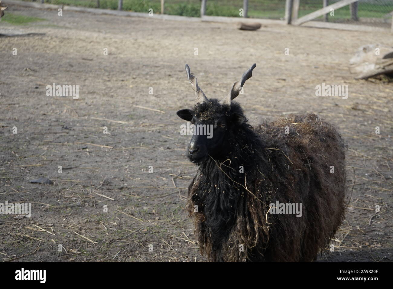 Zichy hotel Hungarian farm animals Stock Photo - Alamy