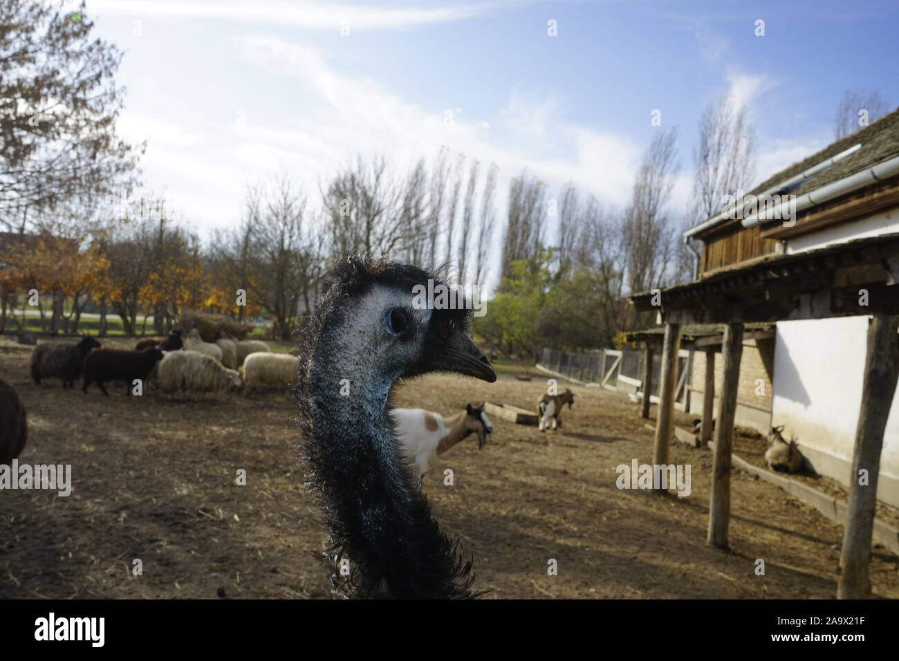 Zichy hotel Hungarian farm animals Stock Photo - Alamy