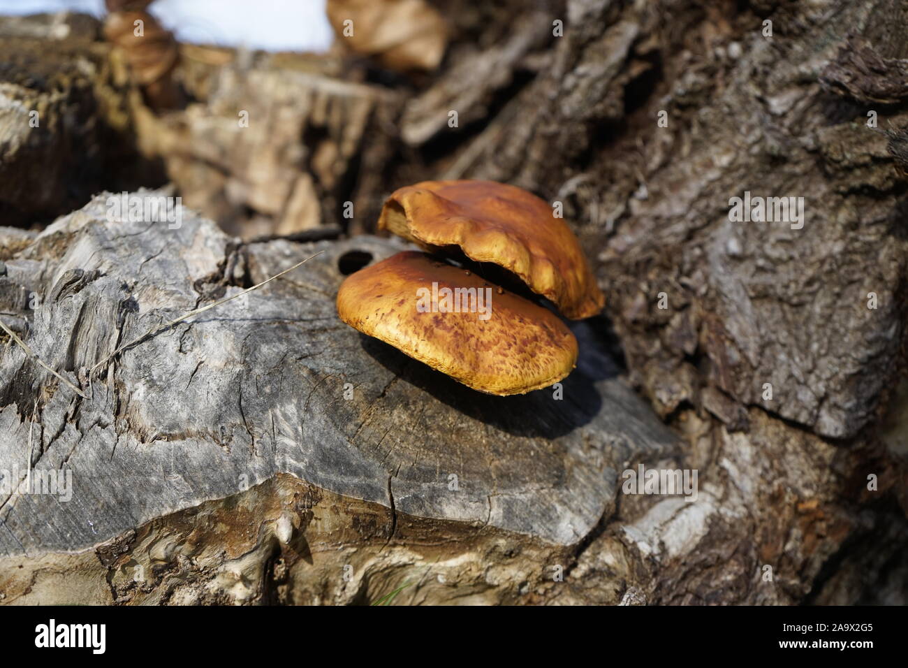 Zichy hotel Hungarian farm trees and mushrooms Stock Photo - Alamy
