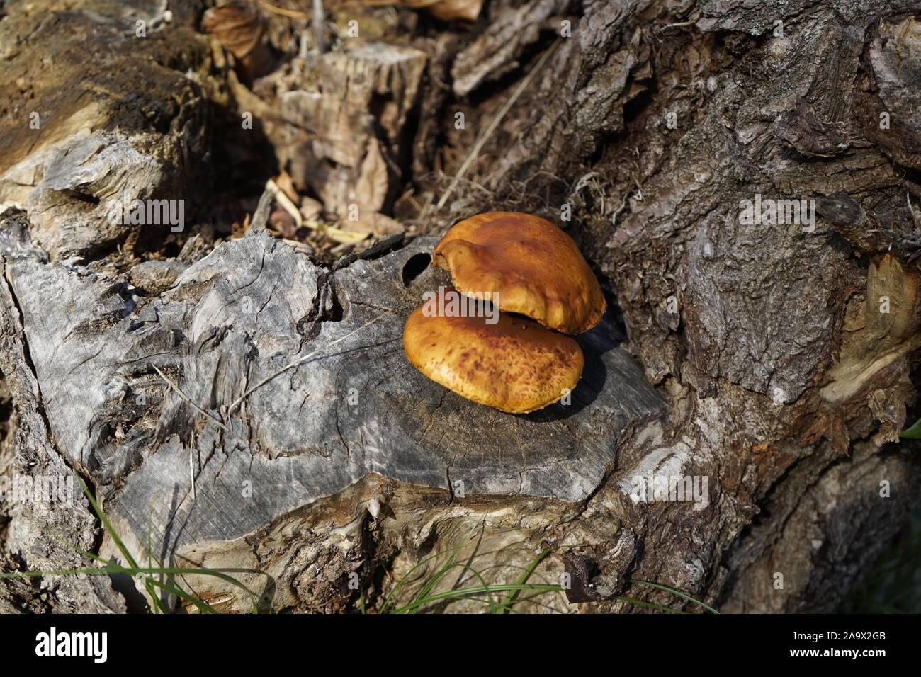 Zichy hotel Hungarian farm trees and mushrooms Stock Photo - Alamy