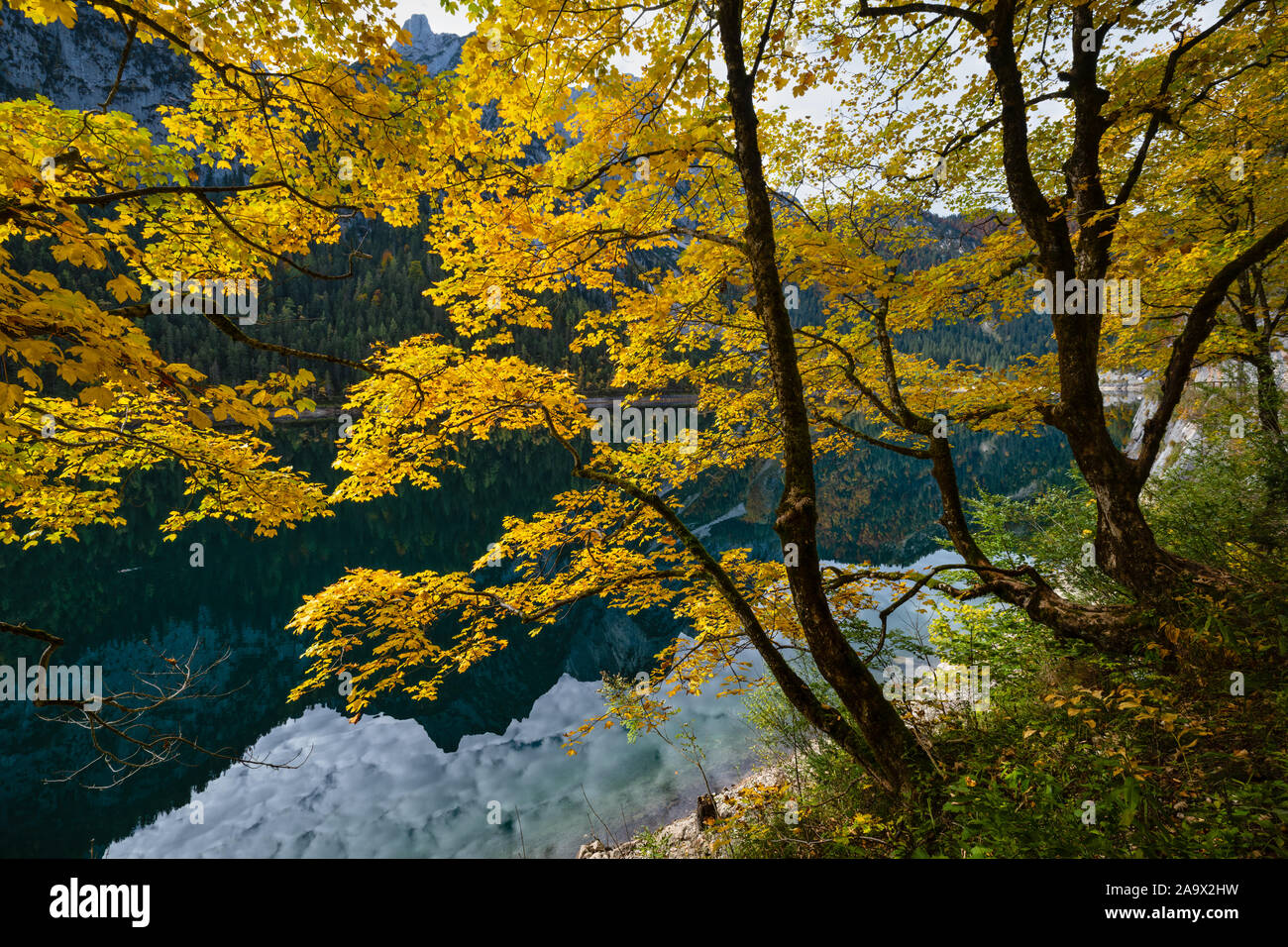 Sunny idyllic colorful autumn alpine view. Big maple tree near peaceful ...