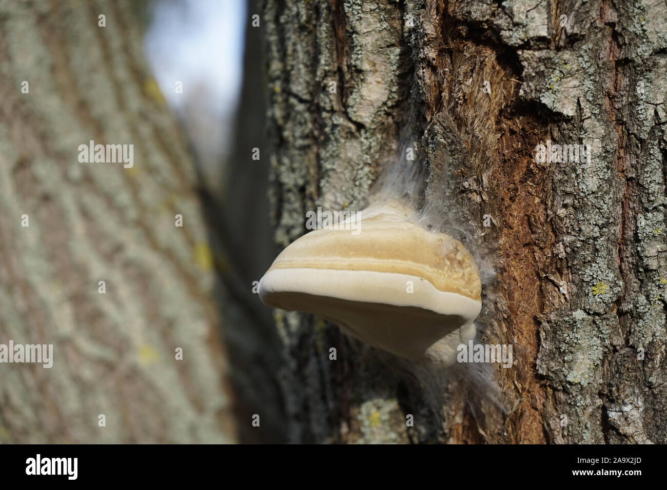 Zichy hotel Hungarian farm trees and mushrooms Stock Photo - Alamy